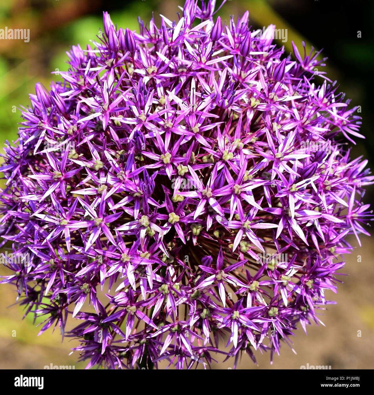 Allium closeup hi-res stock photography and images - Alamy