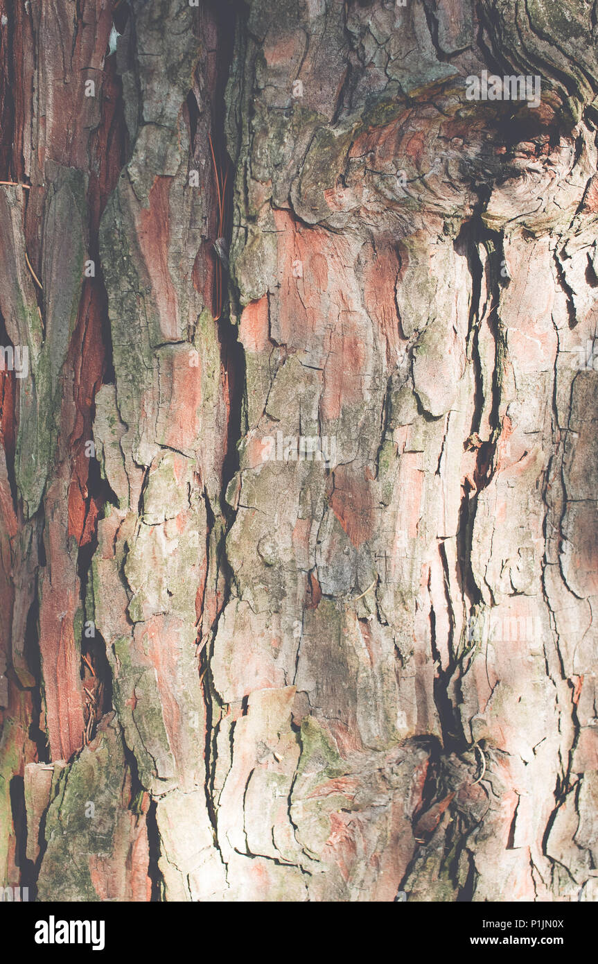 old coniferous tree bark backdrop Stock Photo - Alamy