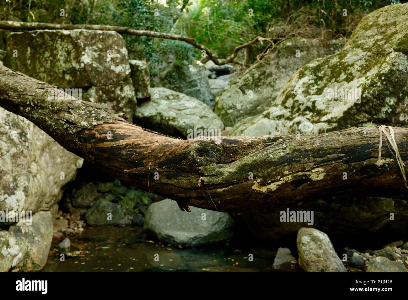 Twisted tree trunk in a rainforest, Paluma Range National Park ...
