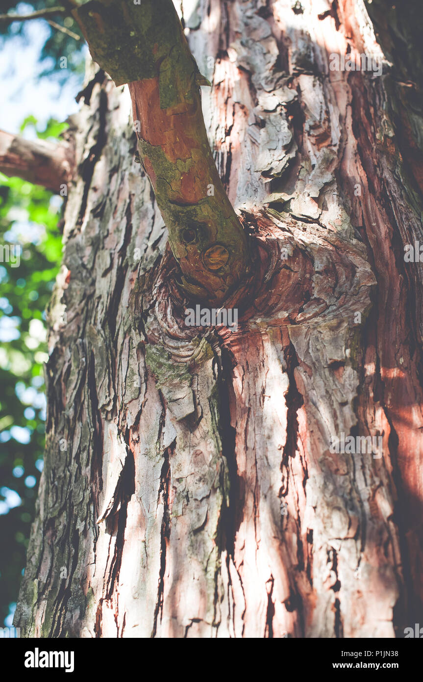 old coniferous tree bark backdrop Stock Photo - Alamy