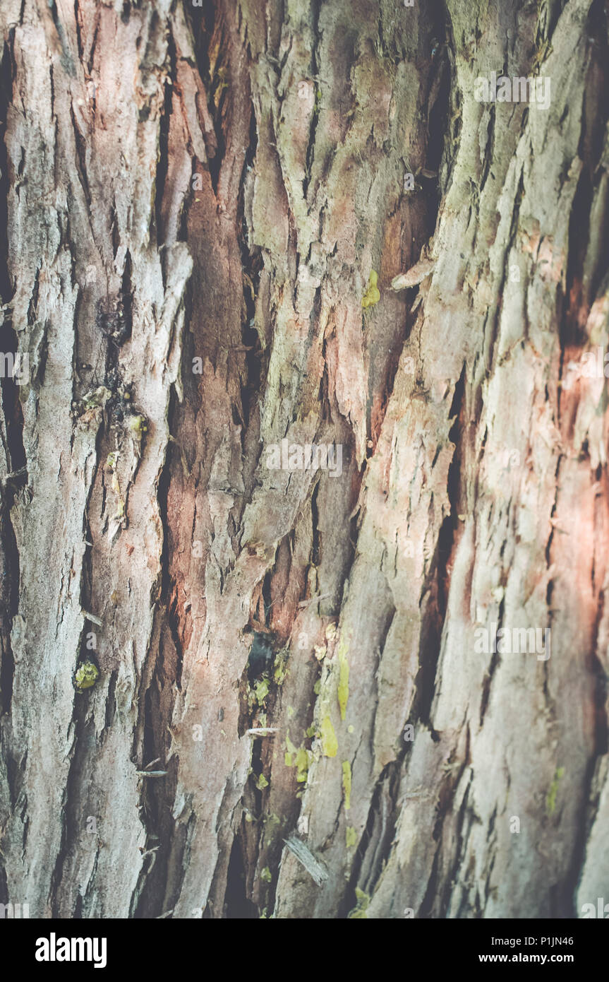 old coniferous tree bark backdrop Stock Photo - Alamy
