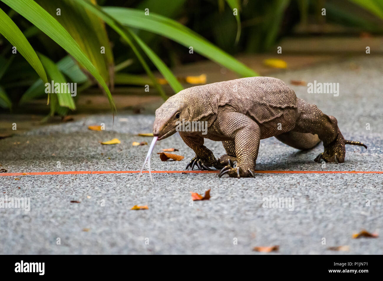 A wild monitor lizard crossing a line and sticking out its tongue Stock ...