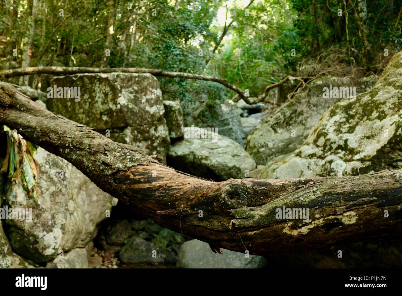 Twisted tree trunk in a rainforest, Paluma Range National Park ...