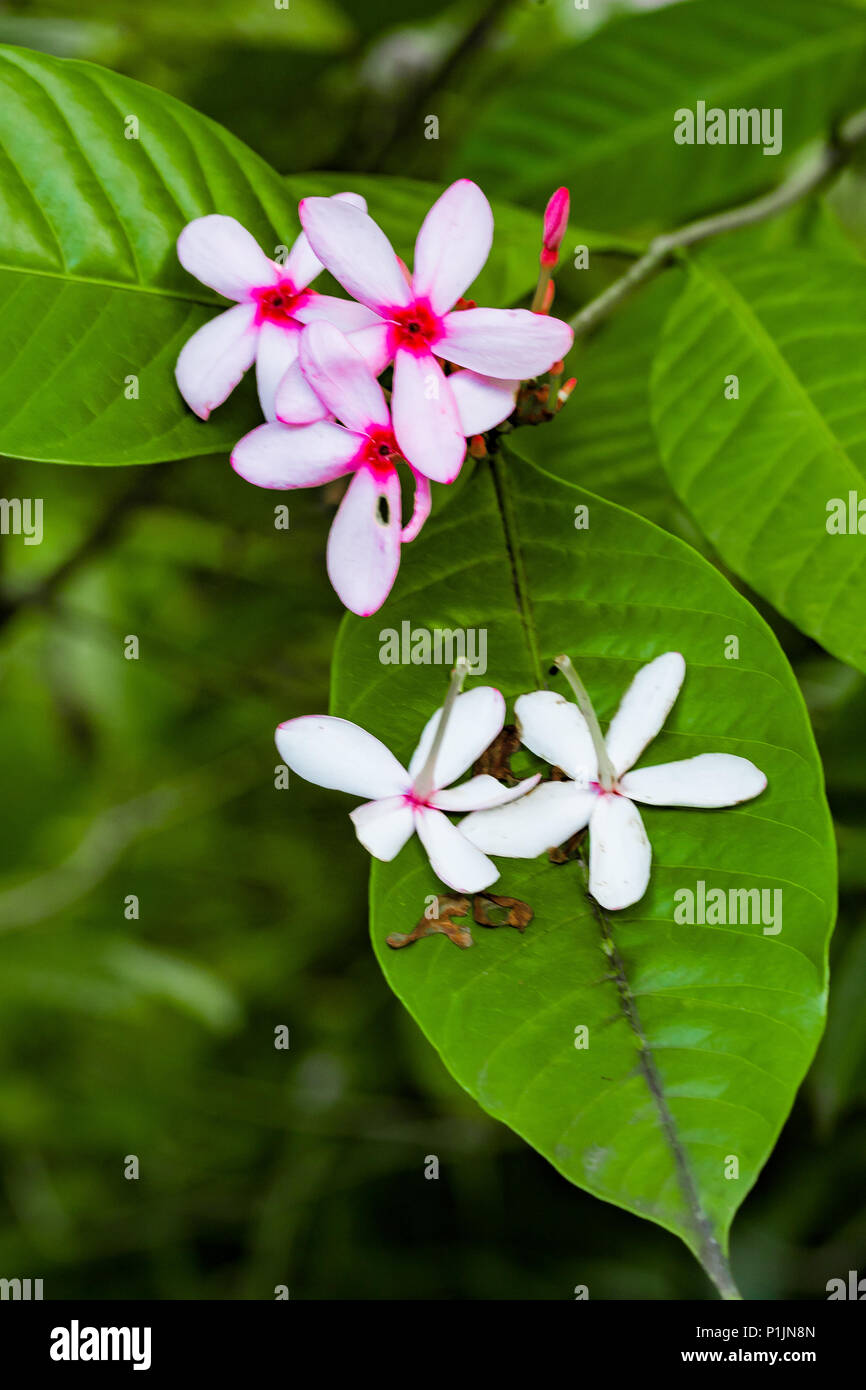 The life cycle of a flowering plant, from bud to bloom to shedding of ...