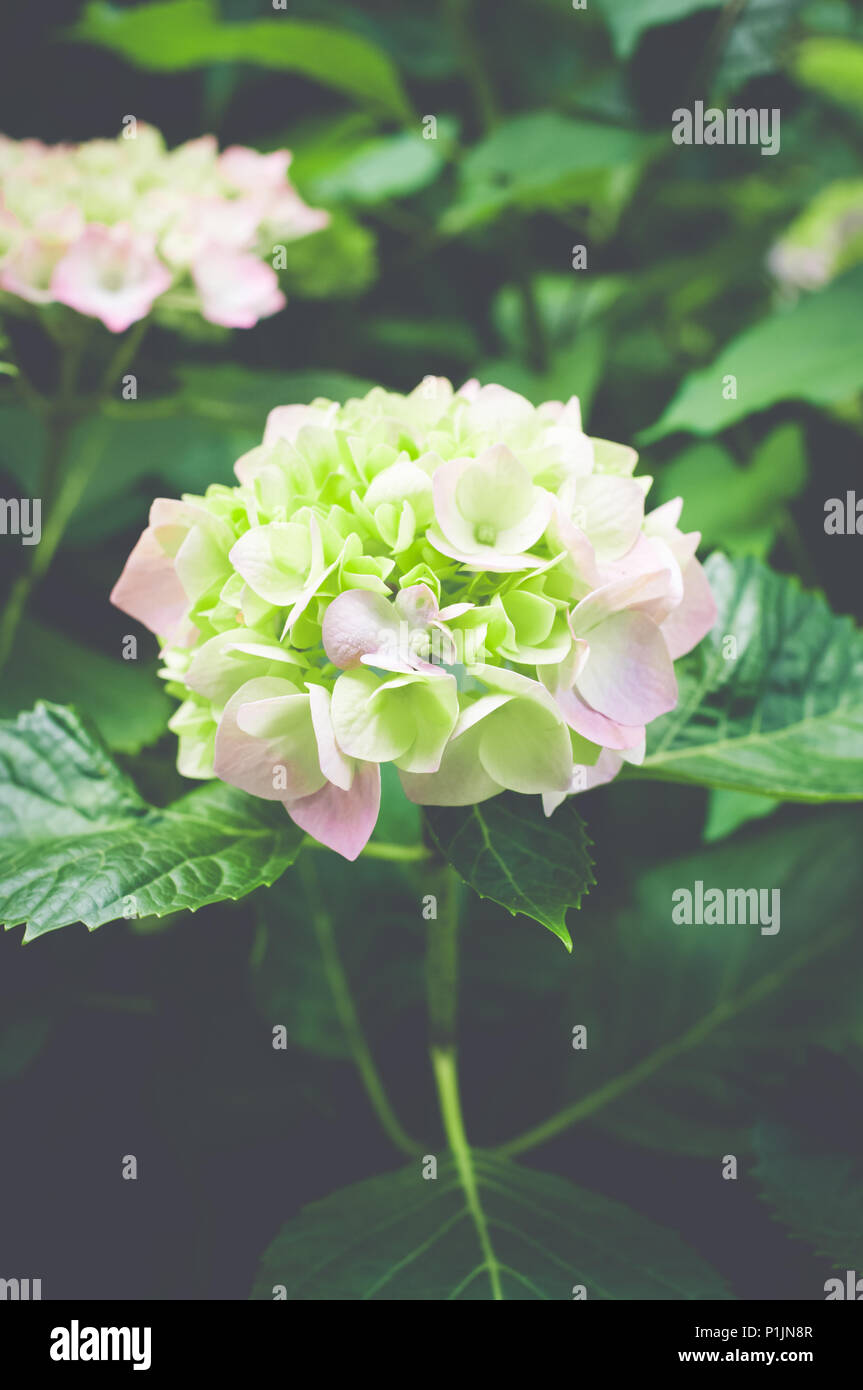 hydrangea flowering plants in bloom - springtime gardens Stock Photo ...