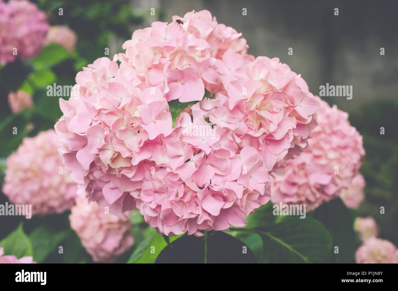 hydrangea flowering plants in bloom - springtime gardens Stock Photo ...