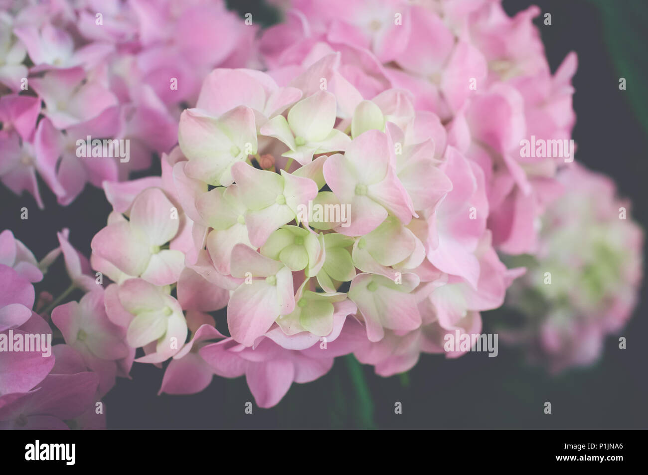 hydrangea flowering plants in bloom - springtime gardens Stock Photo ...