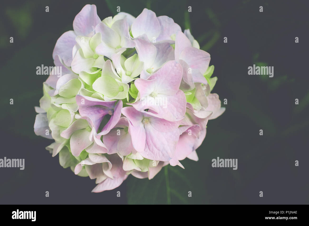hydrangea flowering plants in bloom - springtime gardens Stock Photo ...