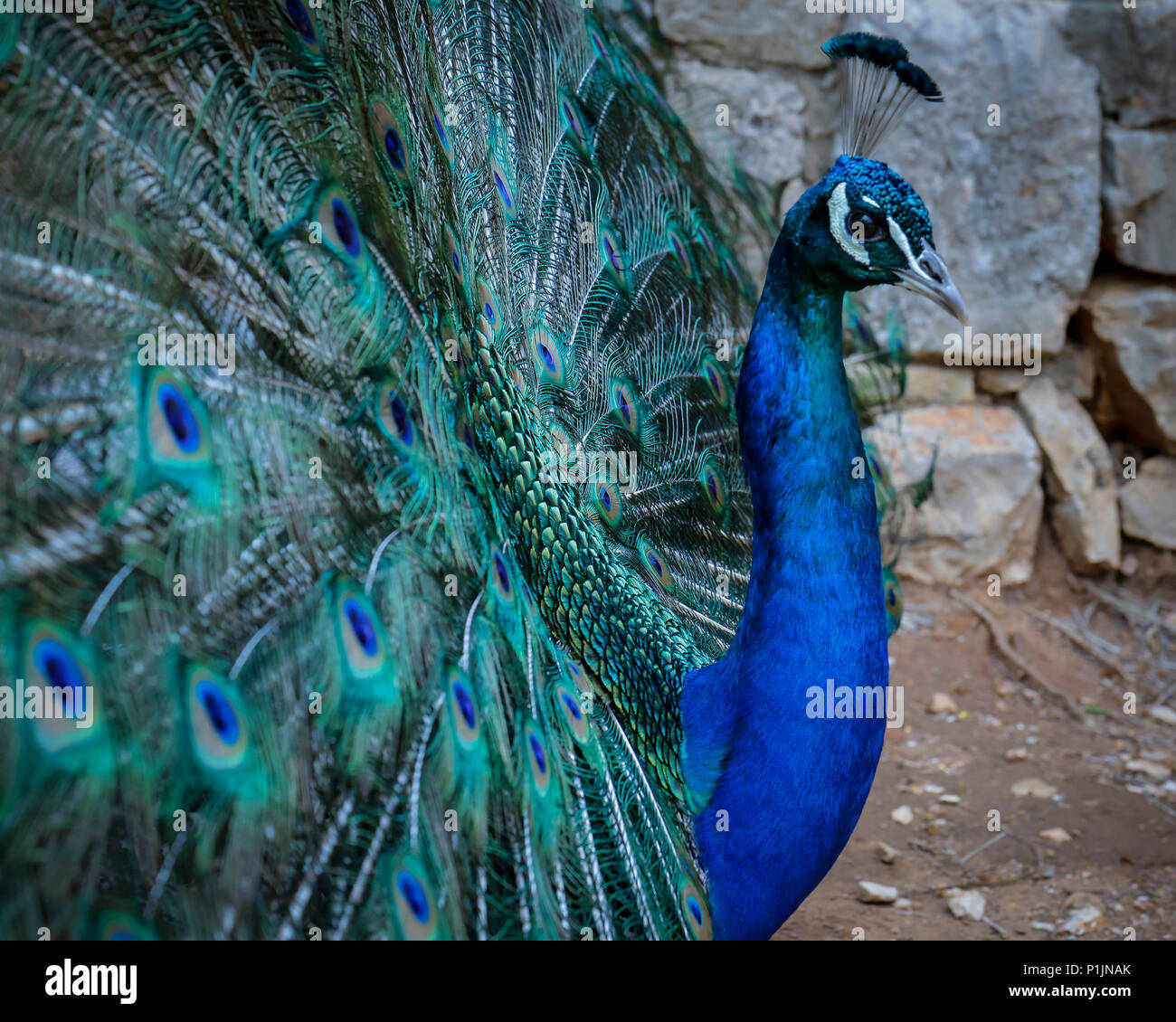 Flared feathers of a peacock Stock Photo - Alamy
