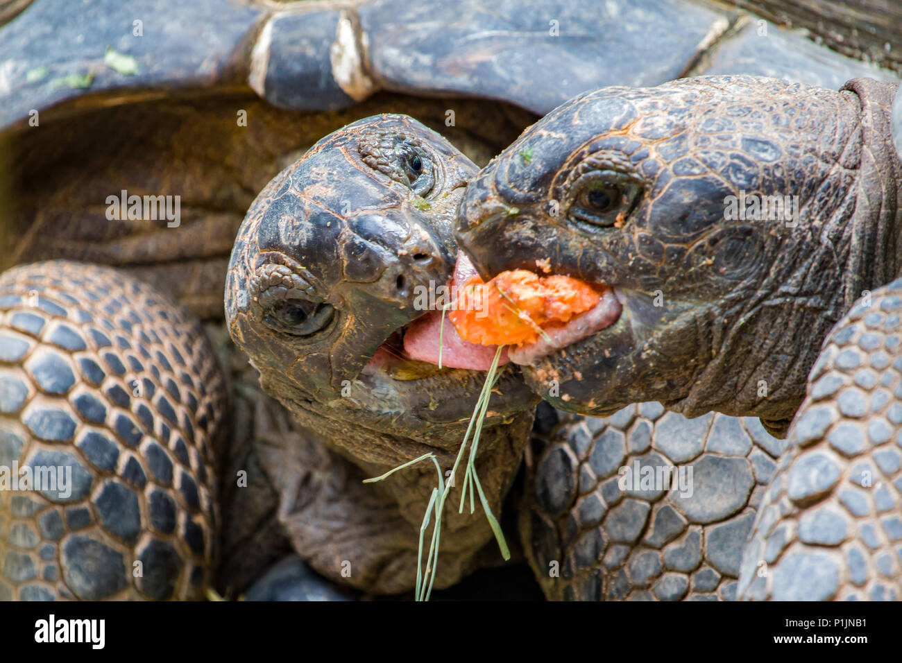 Fighting tortoises hi-res stock photography and images - Alamy