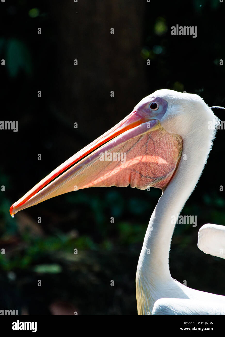 Avian shots hi-res stock photography and images - Alamy