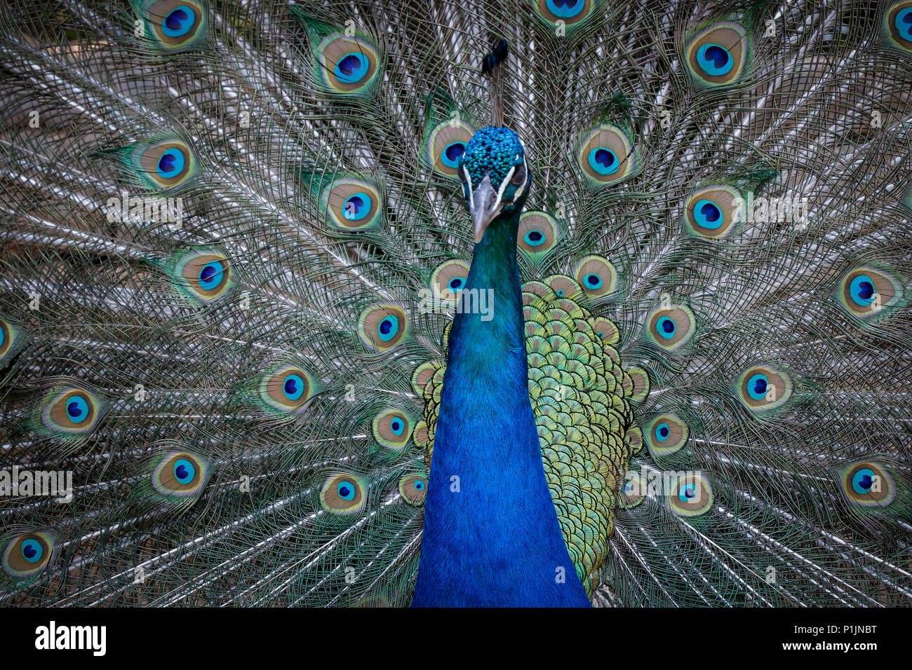 Flared feathers hi-res stock photography and images - Alamy