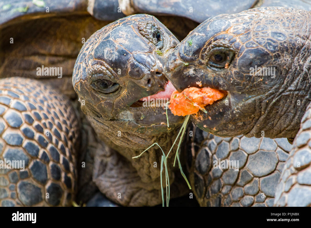 A couple of Giant Tortoises fighting over a mouthful of food Stock ...