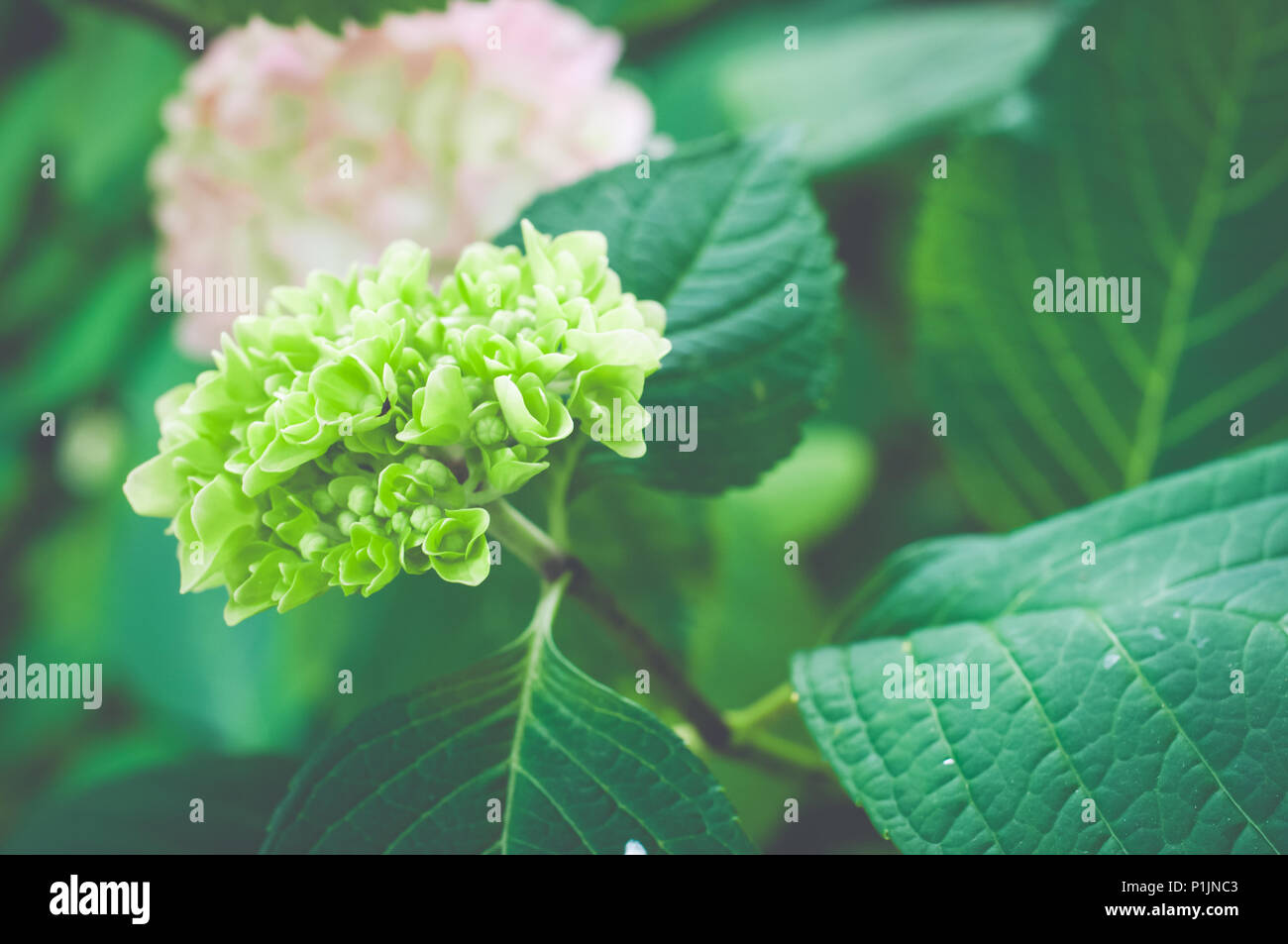 hydrangea flowering plants in bloom - springtime gardens Stock Photo ...