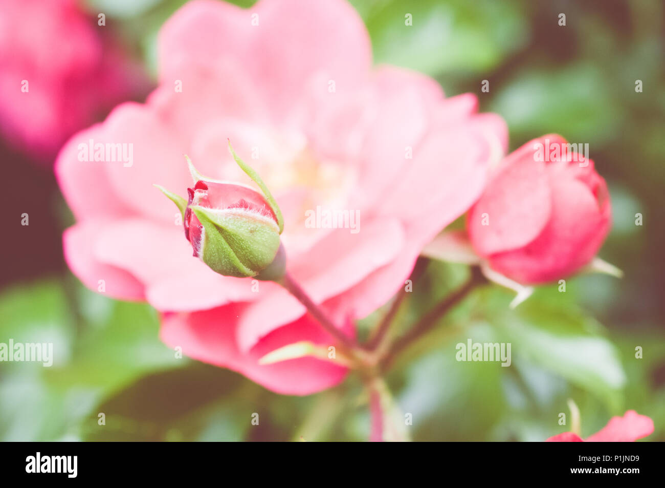 pink rose flowering bush seasonal backdrop Stock Photo - Alamy