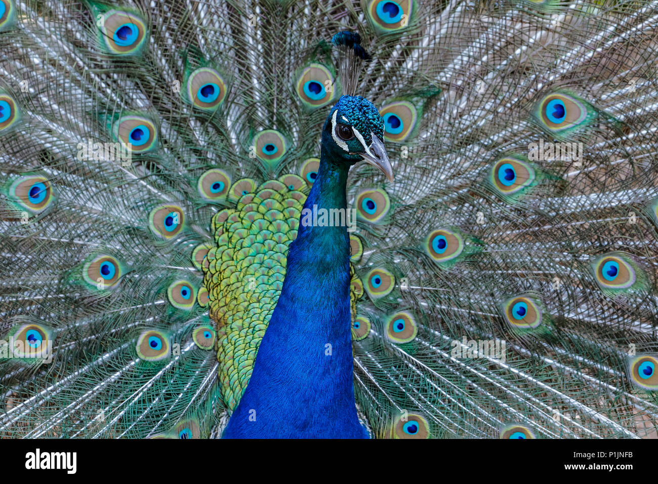 Flared feathers hi-res stock photography and images - Alamy