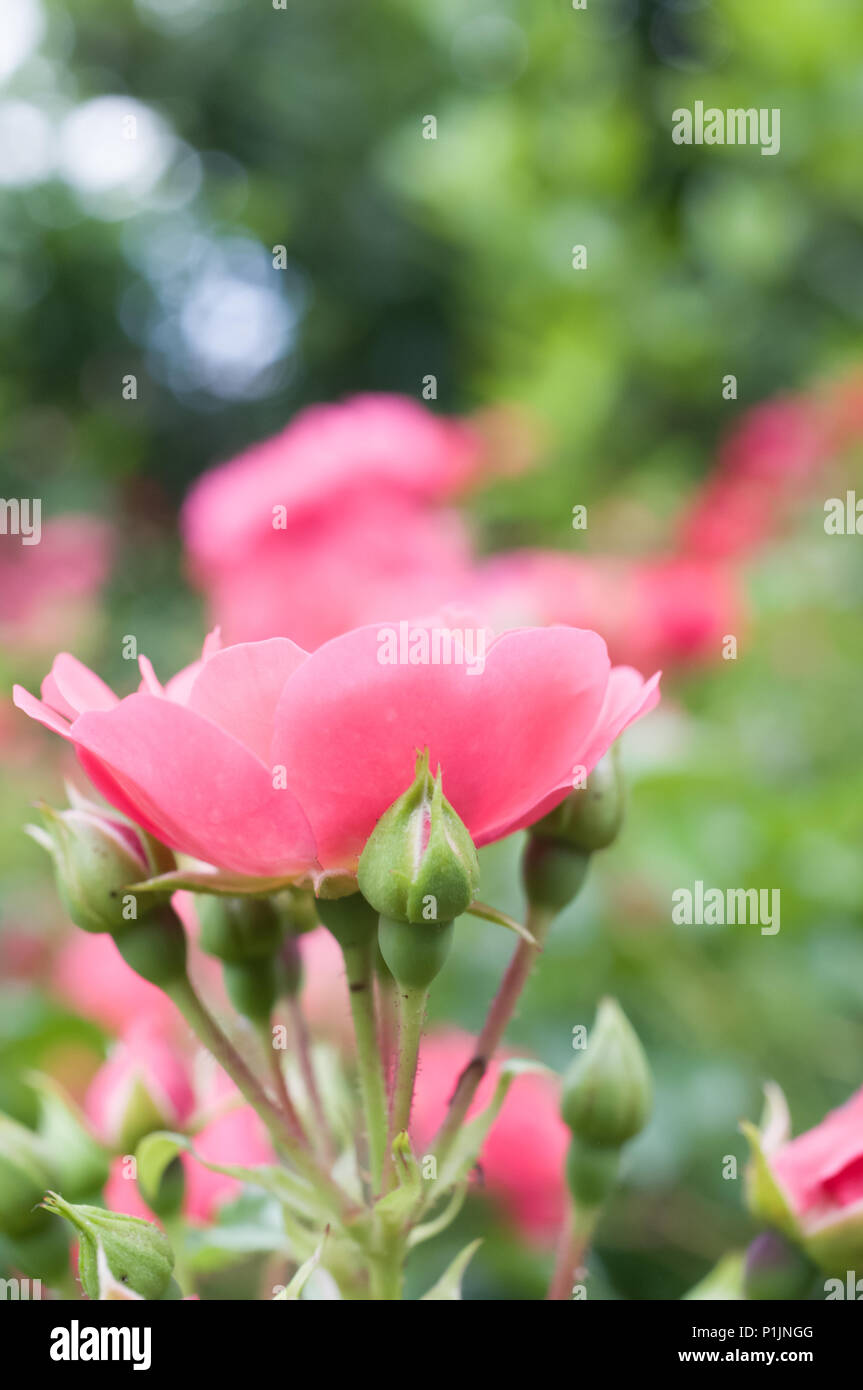 pink rose flowering bush seasonal backdrop Stock Photo - Alamy