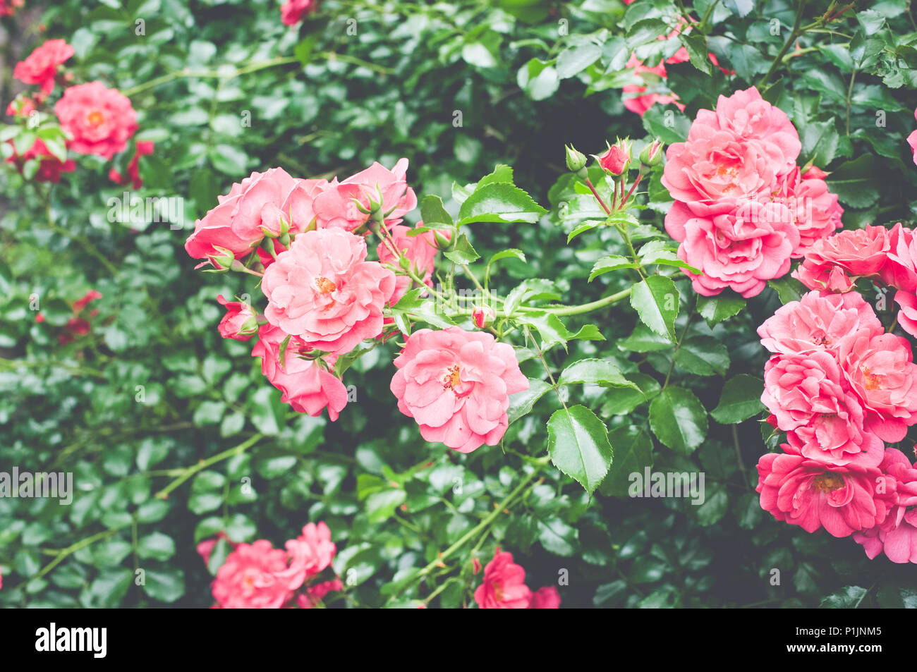 pink rose flowering bush seasonal backdrop Stock Photo - Alamy
