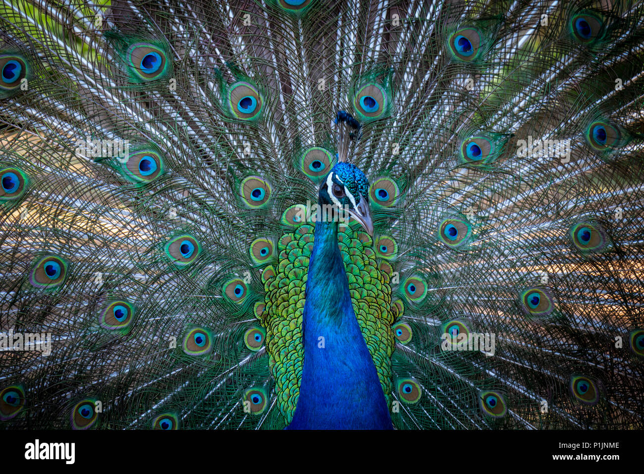 Flared detail hi-res stock photography and images - Alamy