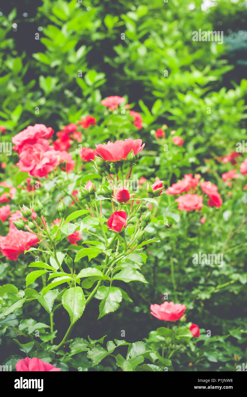 pink rose flowering bush seasonal backdrop Stock Photo - Alamy