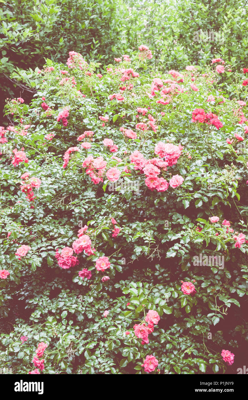pink rose flowering bush seasonal backdrop Stock Photo - Alamy
