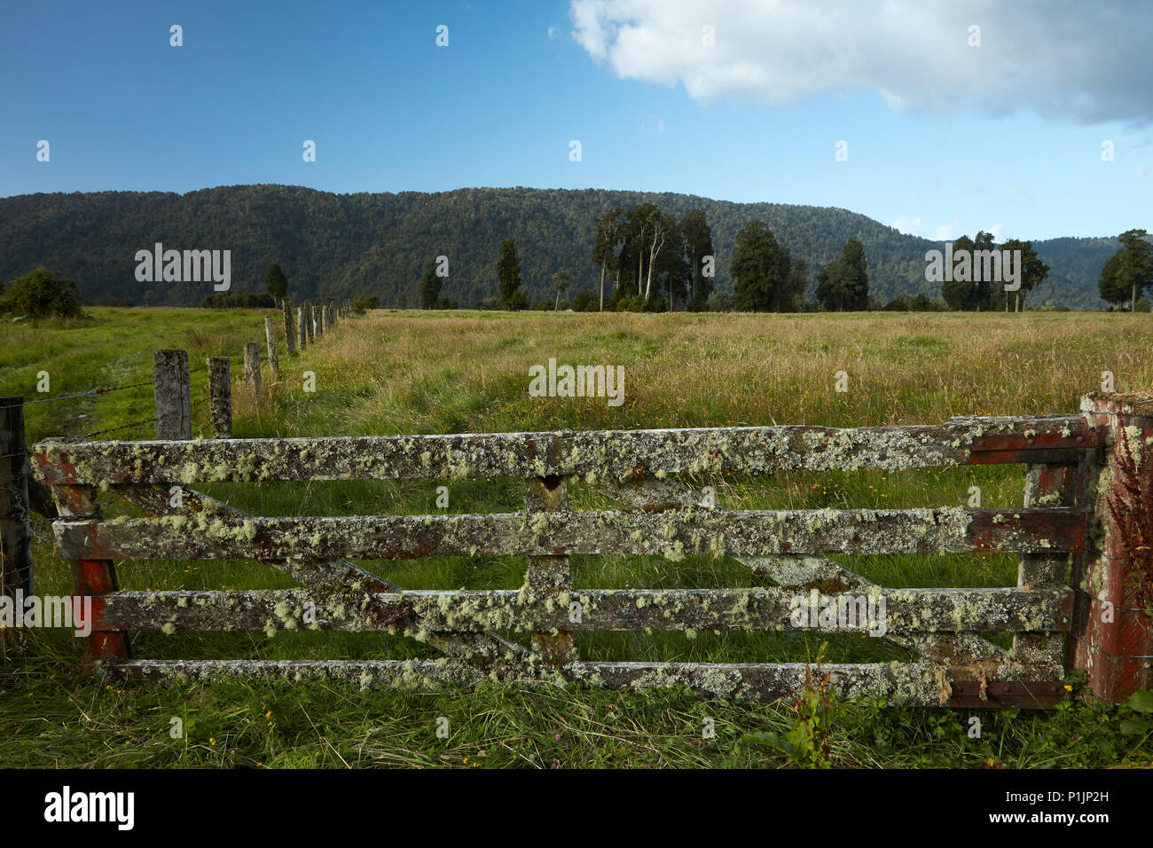 Lichen-covered farm gate, near Fox Glacier, West Coast, South Island ...