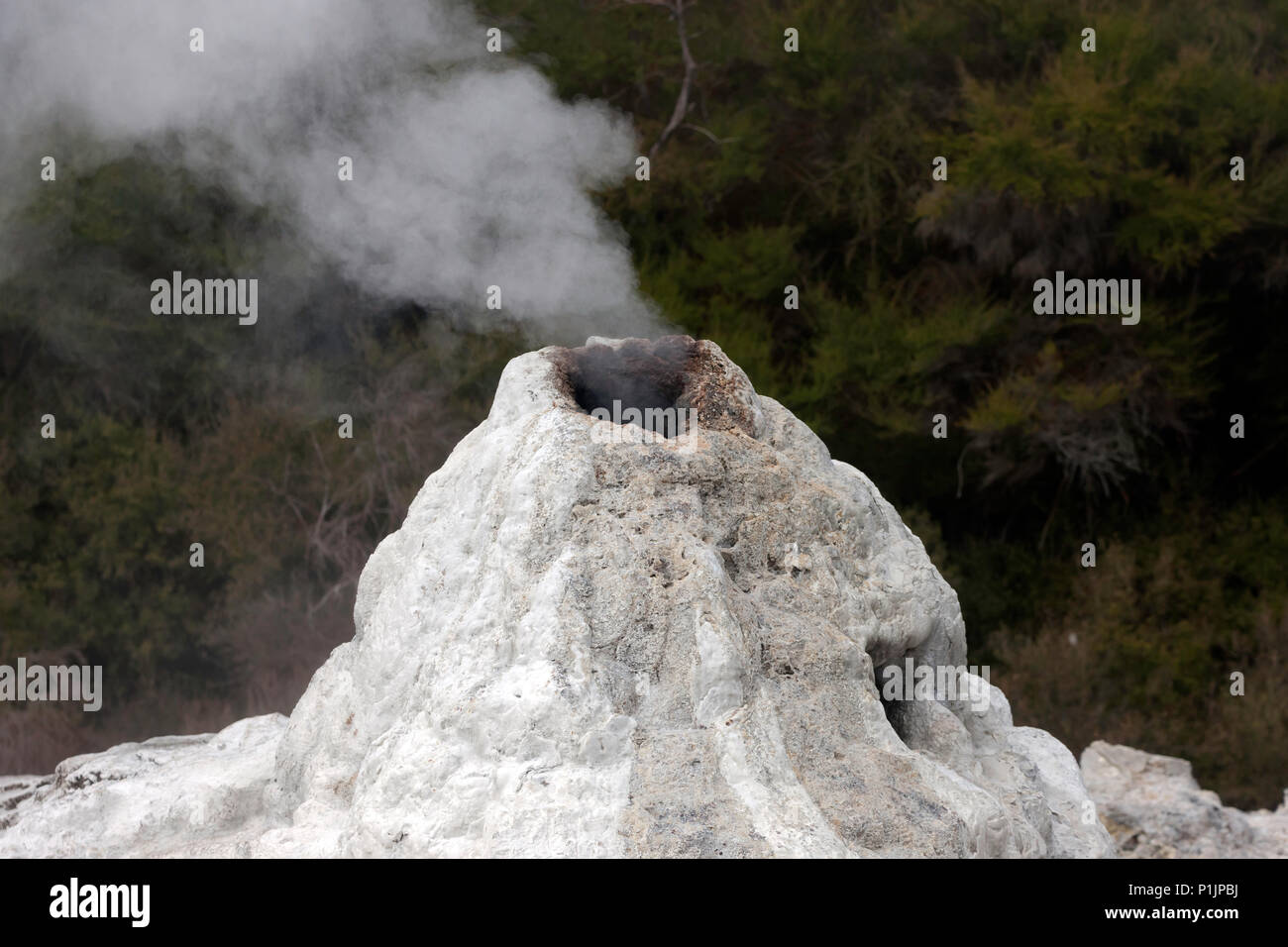 Close-up of the Lady Knox Geyser,in the Waiotapu area of the Taupo ...