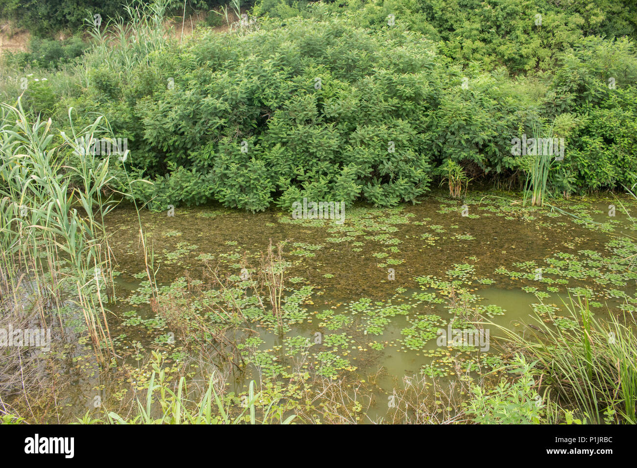 Amorpha fruticosa bushe by the swamp water with floating plant Trapa ...