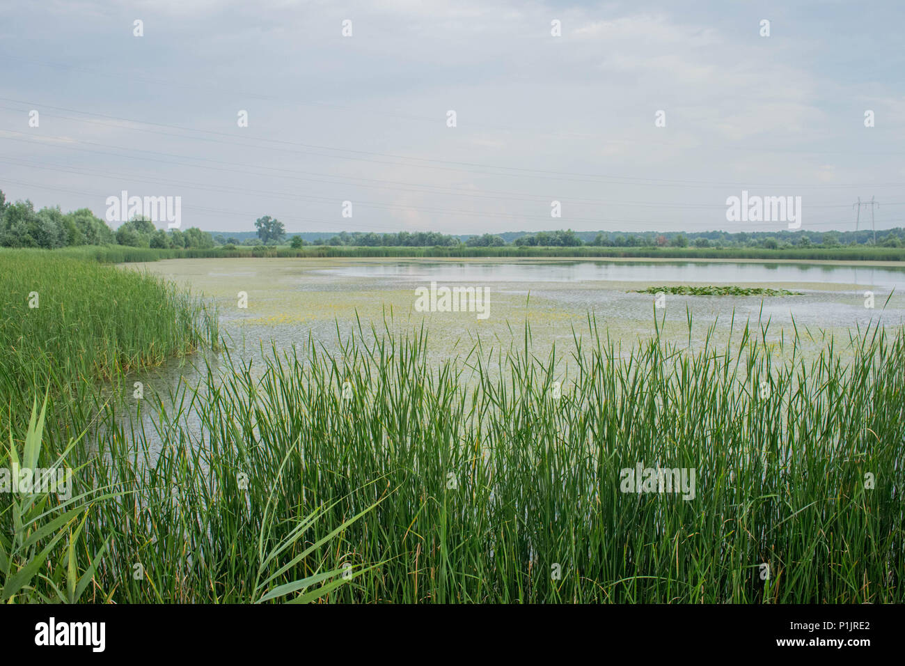 Pond with floating leaves of Nymphoides peltata and Typha angustifolia ...