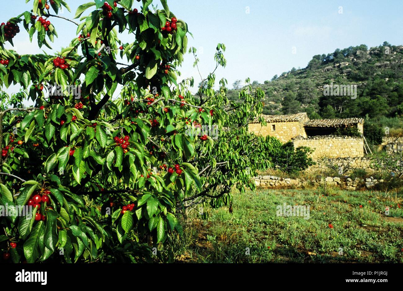 El Segrià: cherry tree, rural house and landscape; (El Segrià Stock ...