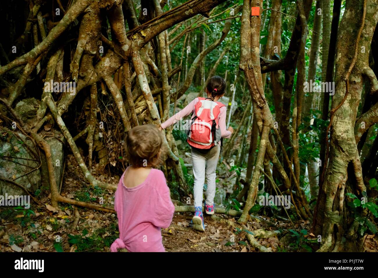 Children hiking through a rainforest, Paluma Range National Park ...
