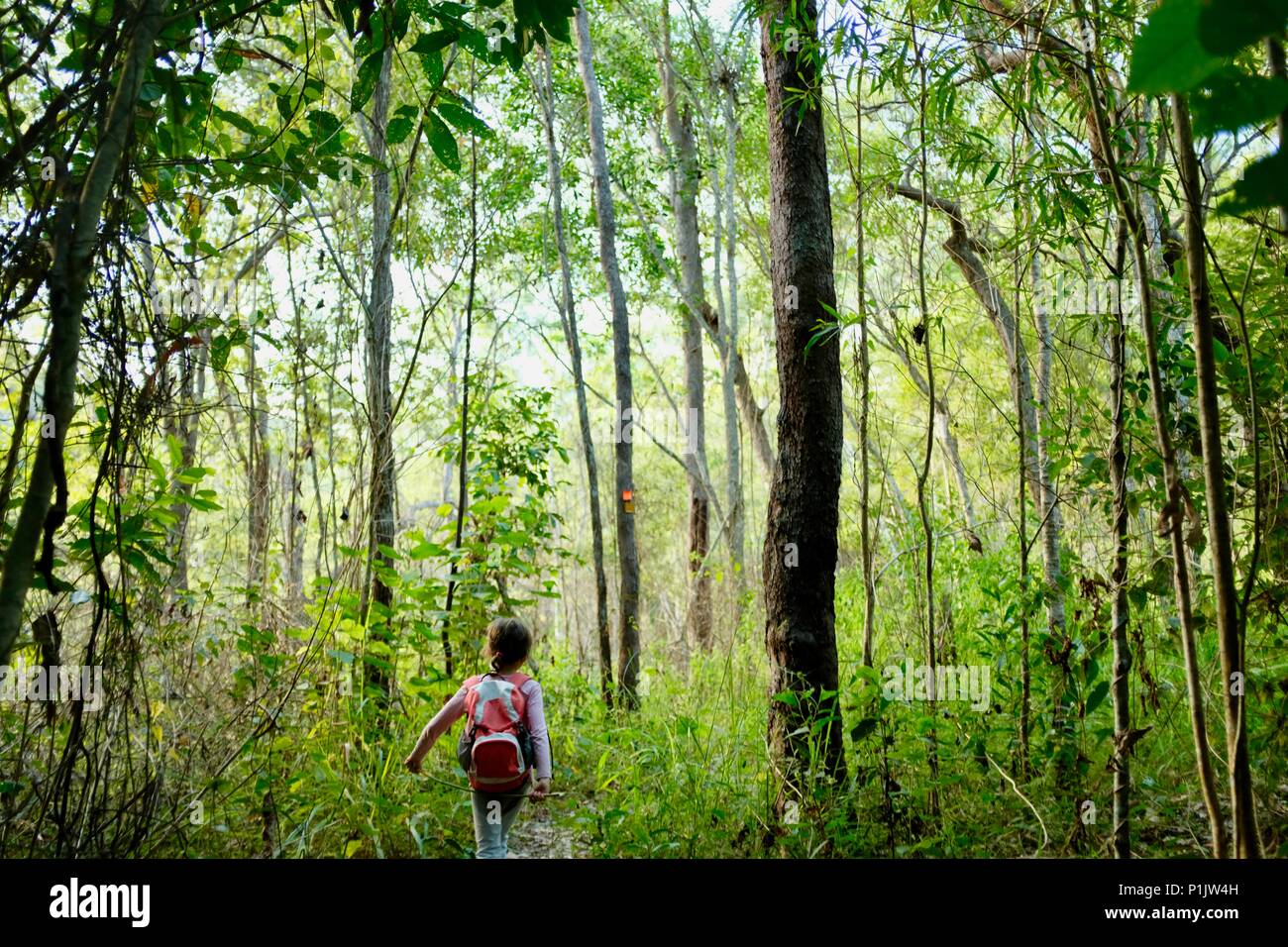 Young girl walking through a green forest, Paluma Range National Park ...