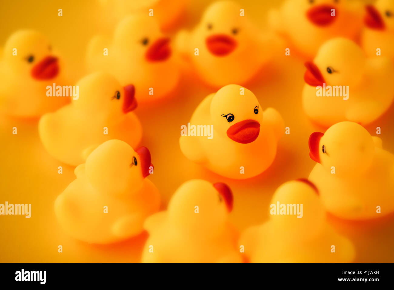 Rubber ducks in leadership concept, small yellow duckling as leader ...