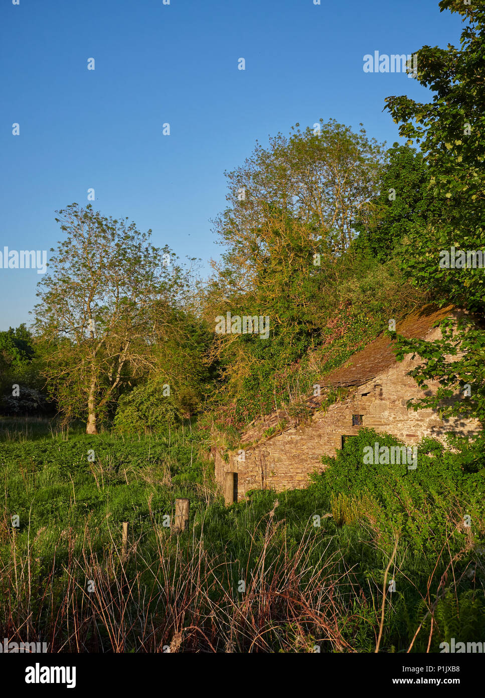 An Abandoned and ruined Scottish Farm building or Cottage lies in a ...