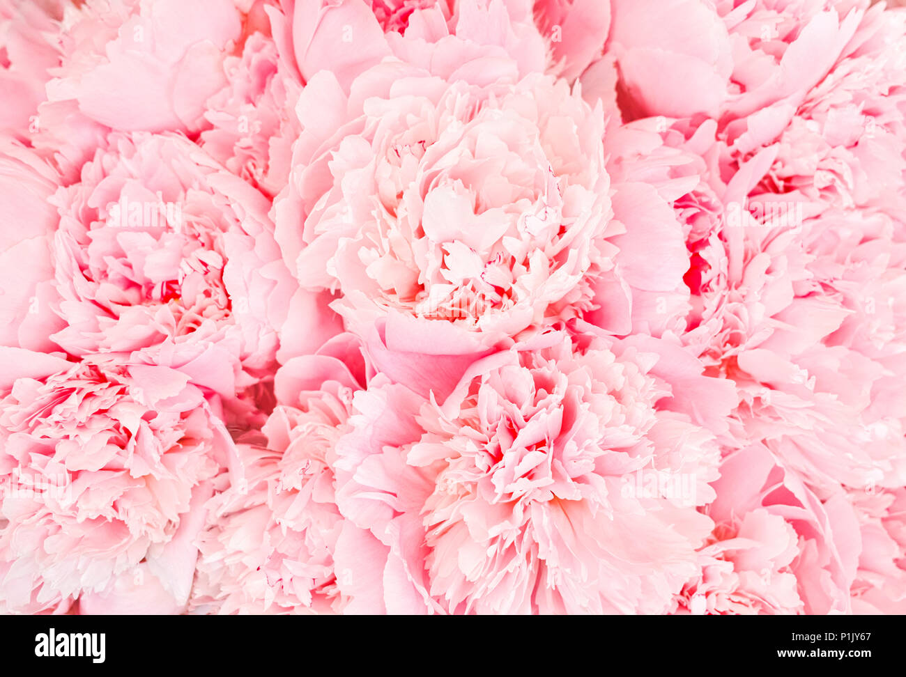 Wall of pink roses hi-res stock photography and images - Alamy