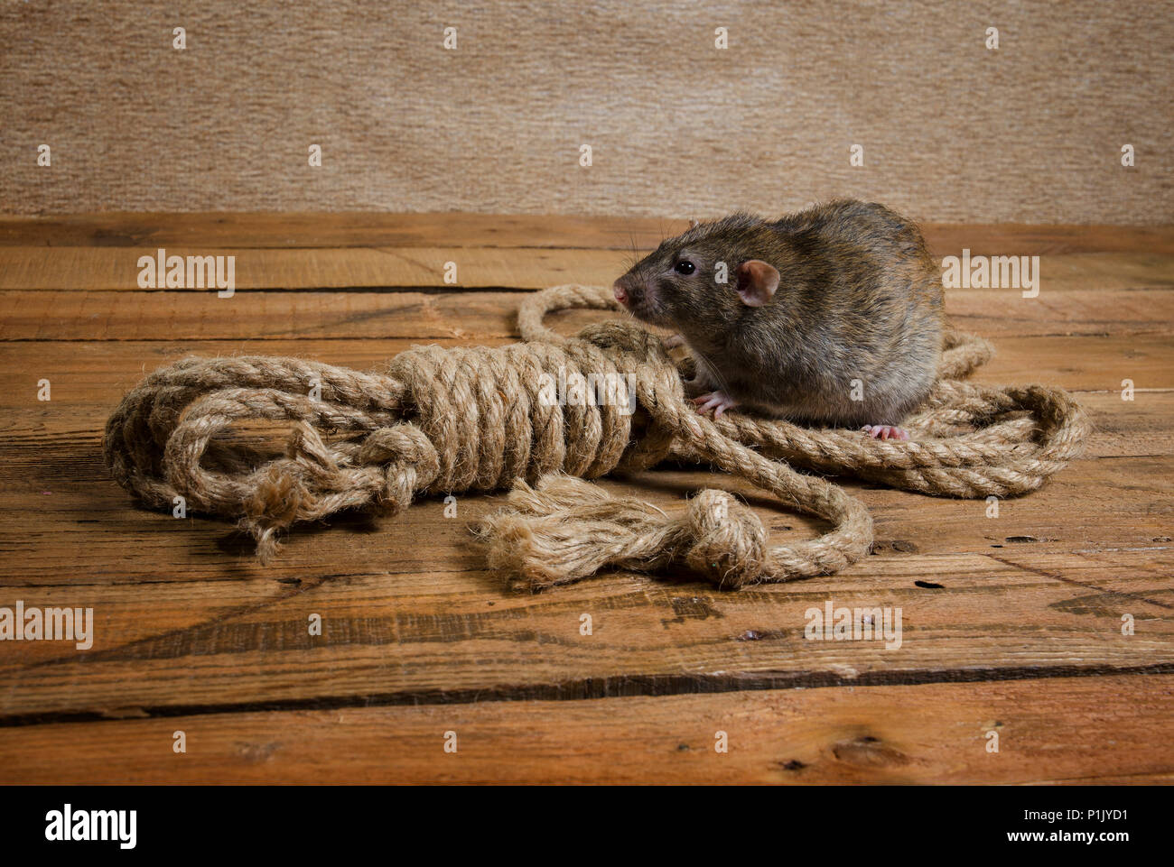 Rat on desk hi-res stock photography and images - Alamy