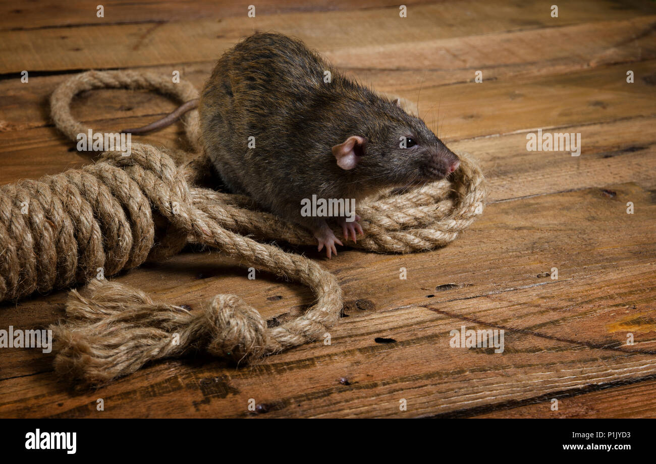 Rat On Desk High Resolution Stock Photography and Images - Alamy