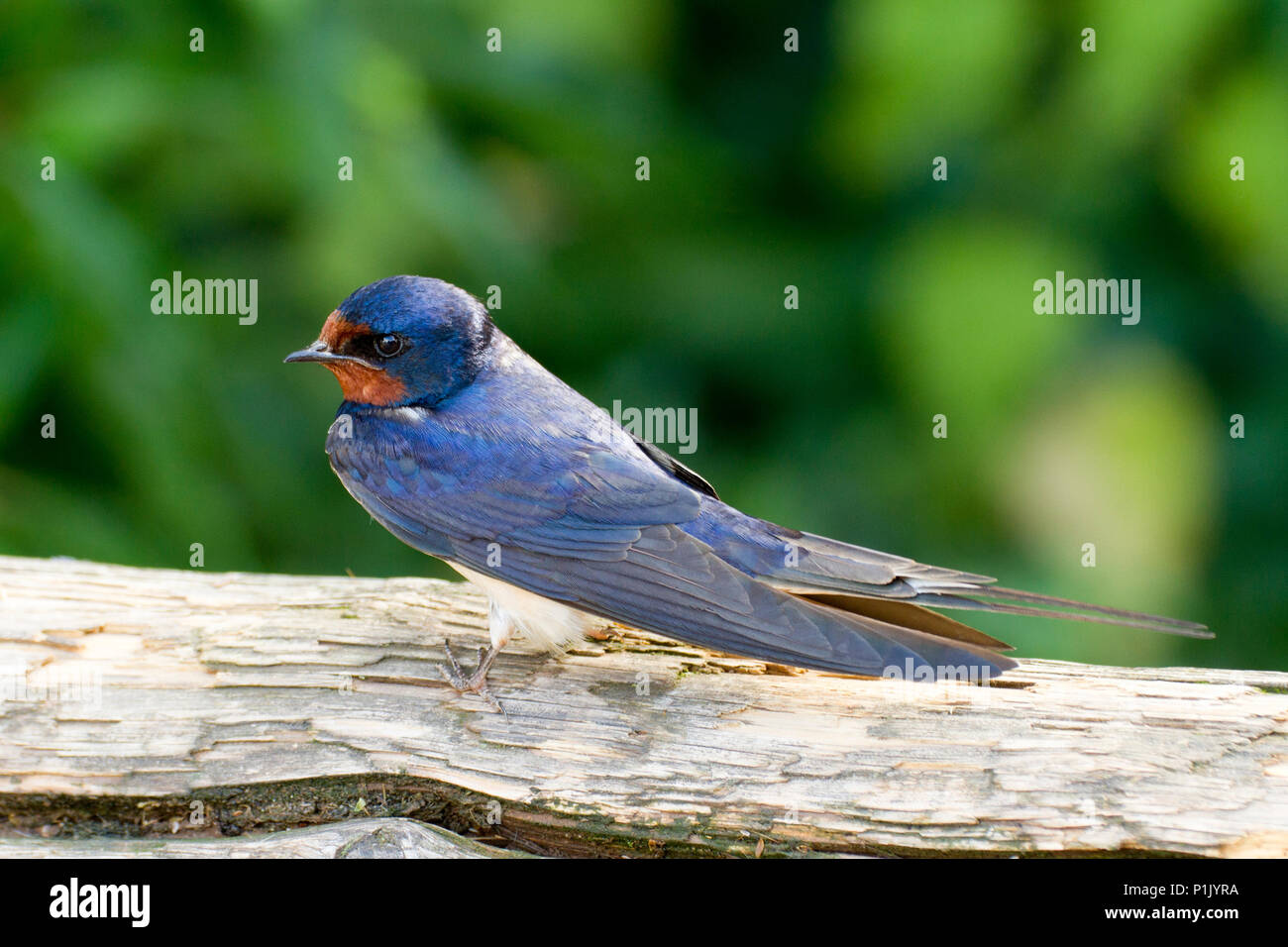 Hirundinidae genus hi-res stock photography and images - Alamy