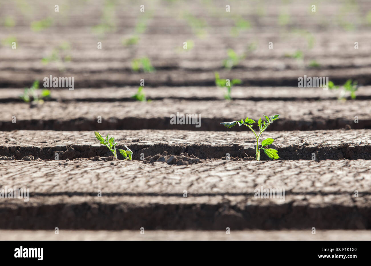 Tomato seedling recently planted. Young plants between furrows and ...