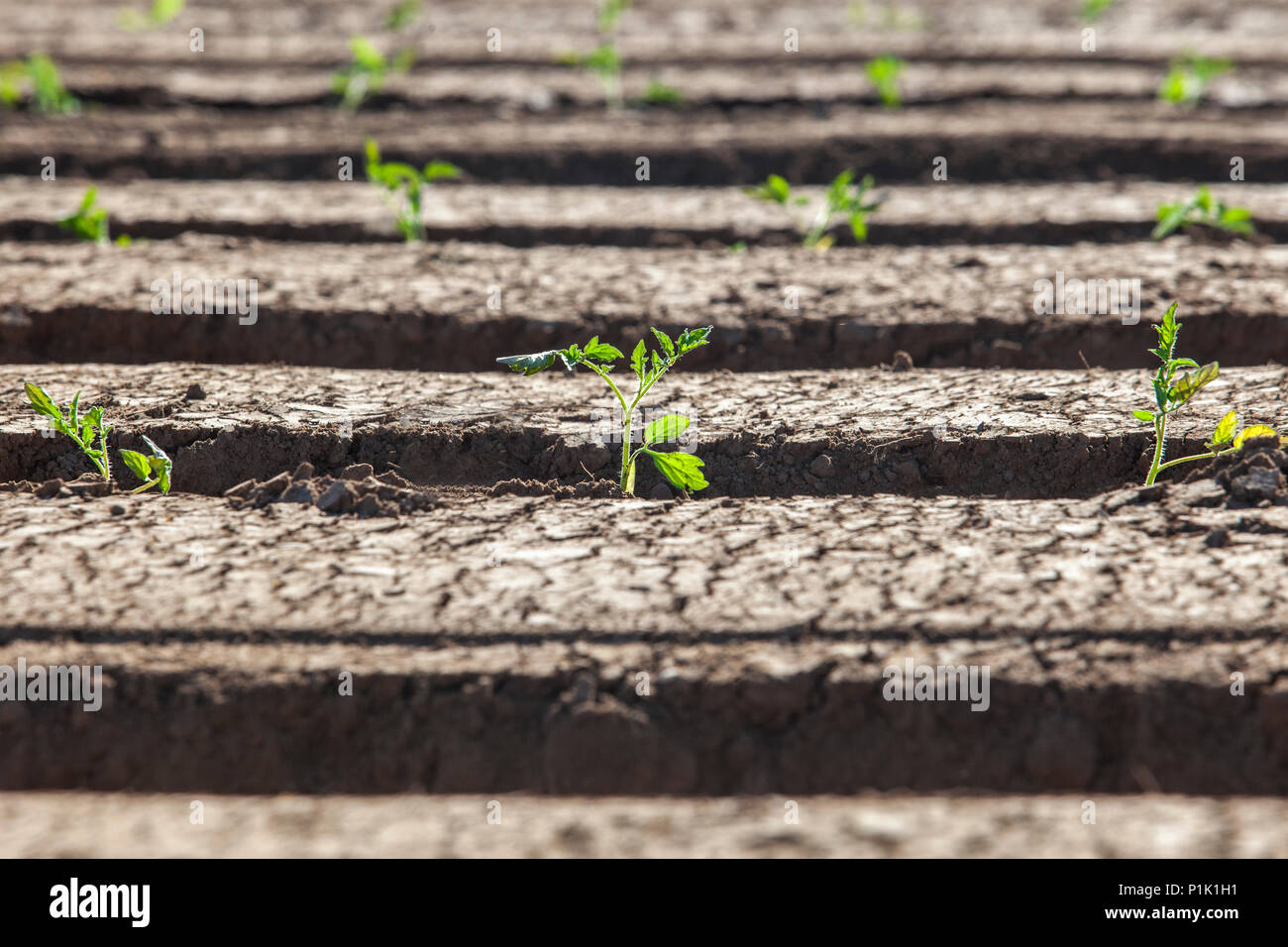 Tomato seedling recently planted. Young plants between furrows and ...