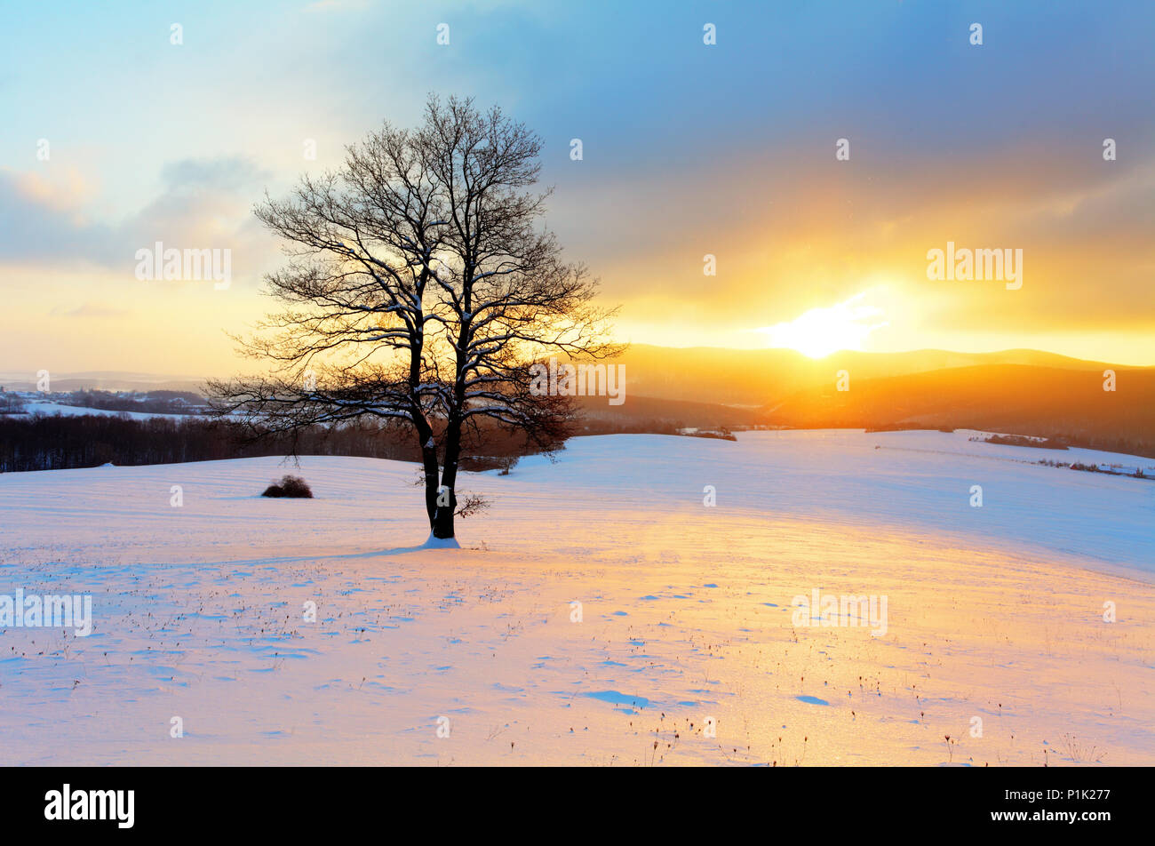 Silhouette sun tree winter hi-res stock photography and images - Alamy