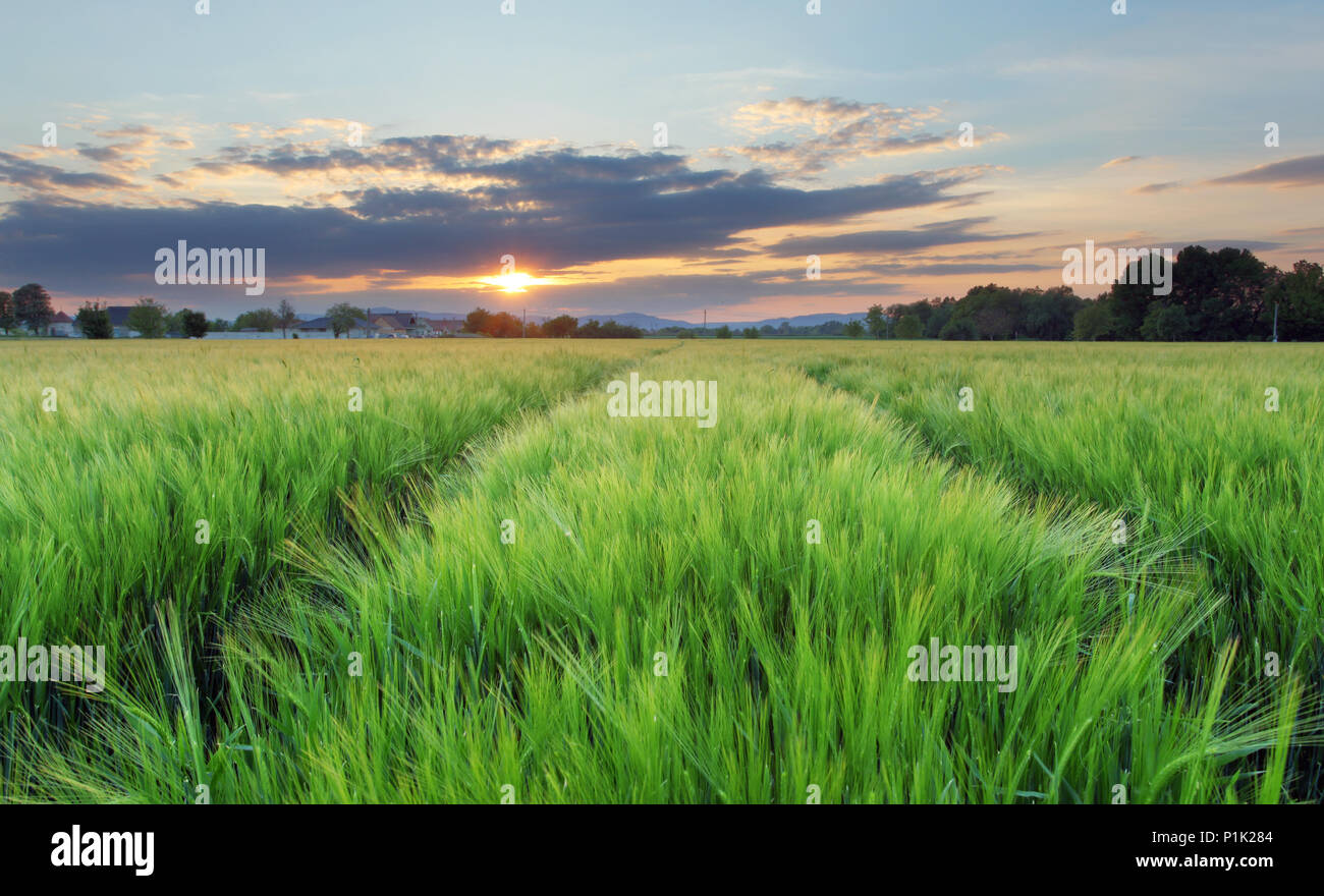 In agriculture field hi-res stock photography and images - Alamy