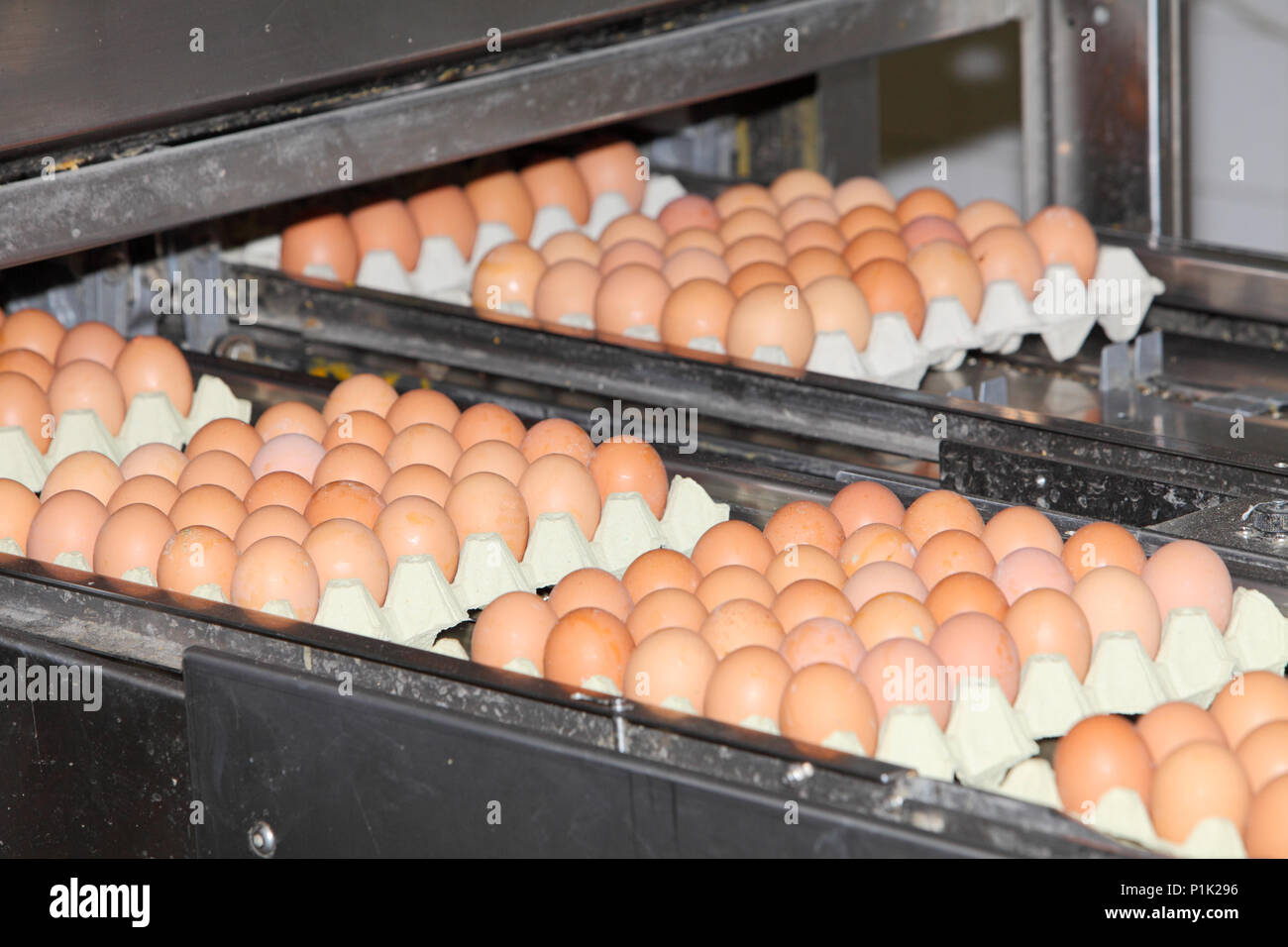 Egg Factory Stock Photos & Egg Factory Stock Images - Alamy