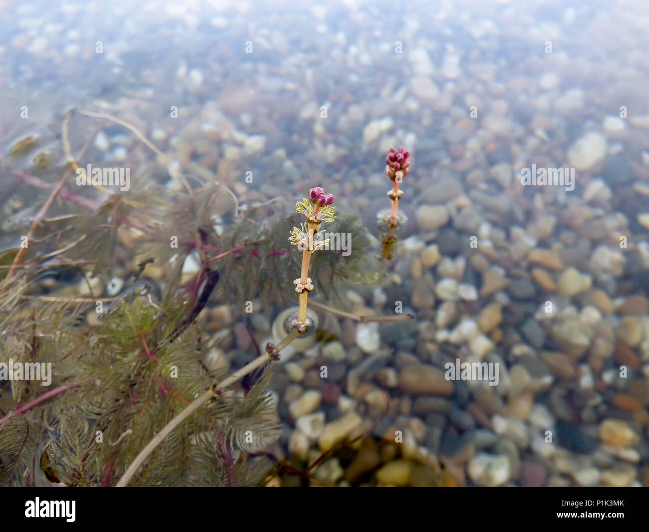 Flowers of Eurasian watermilfoil / Myriophyllum spicatum above surface ...