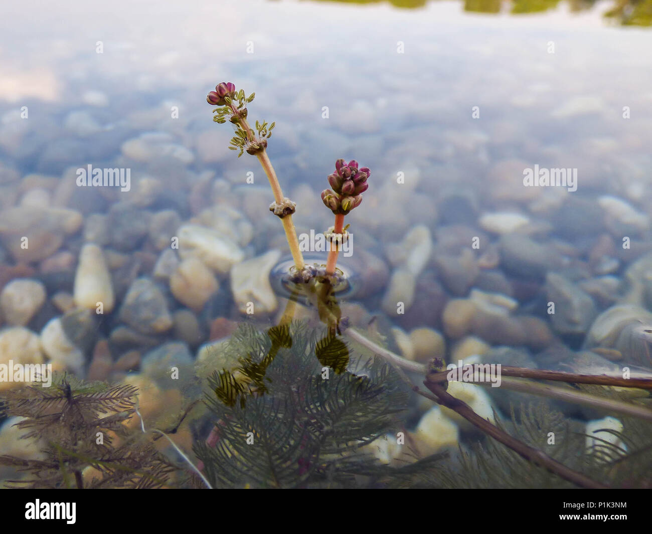Flowers of Eurasian watermilfoil / Myriophyllum spicatum above surface ...