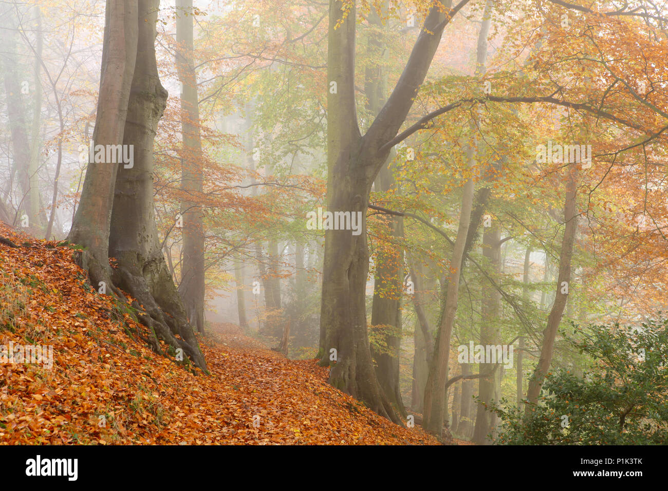 Montacute Stock Photos & Montacute Stock Images - Alamy