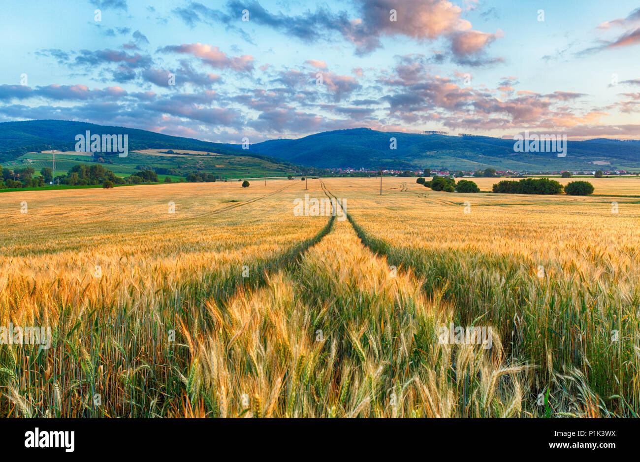 Agriculture - Wheat field Stock Photo - Alamy