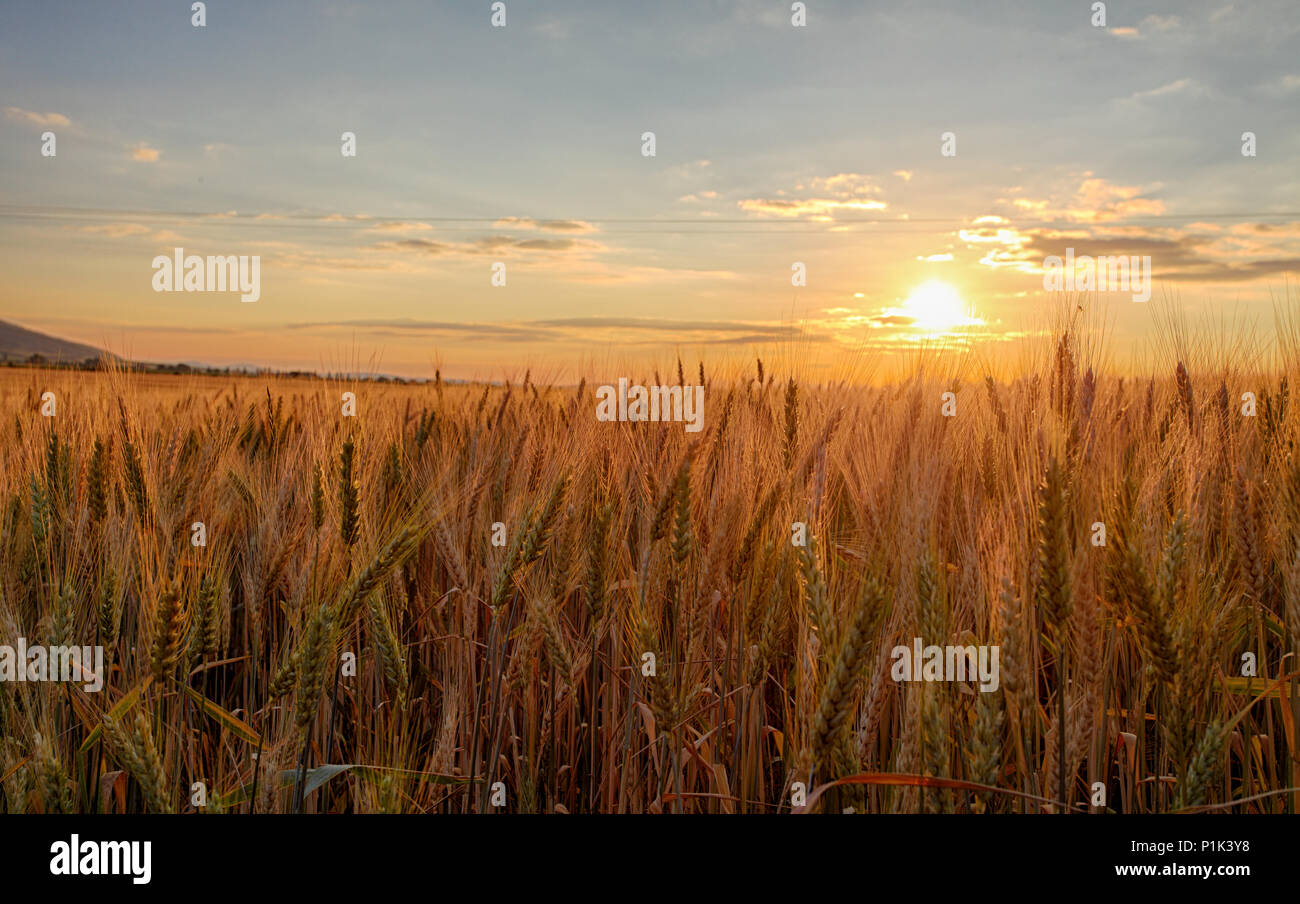 Sunset over wheat field Stock Photo - Alamy