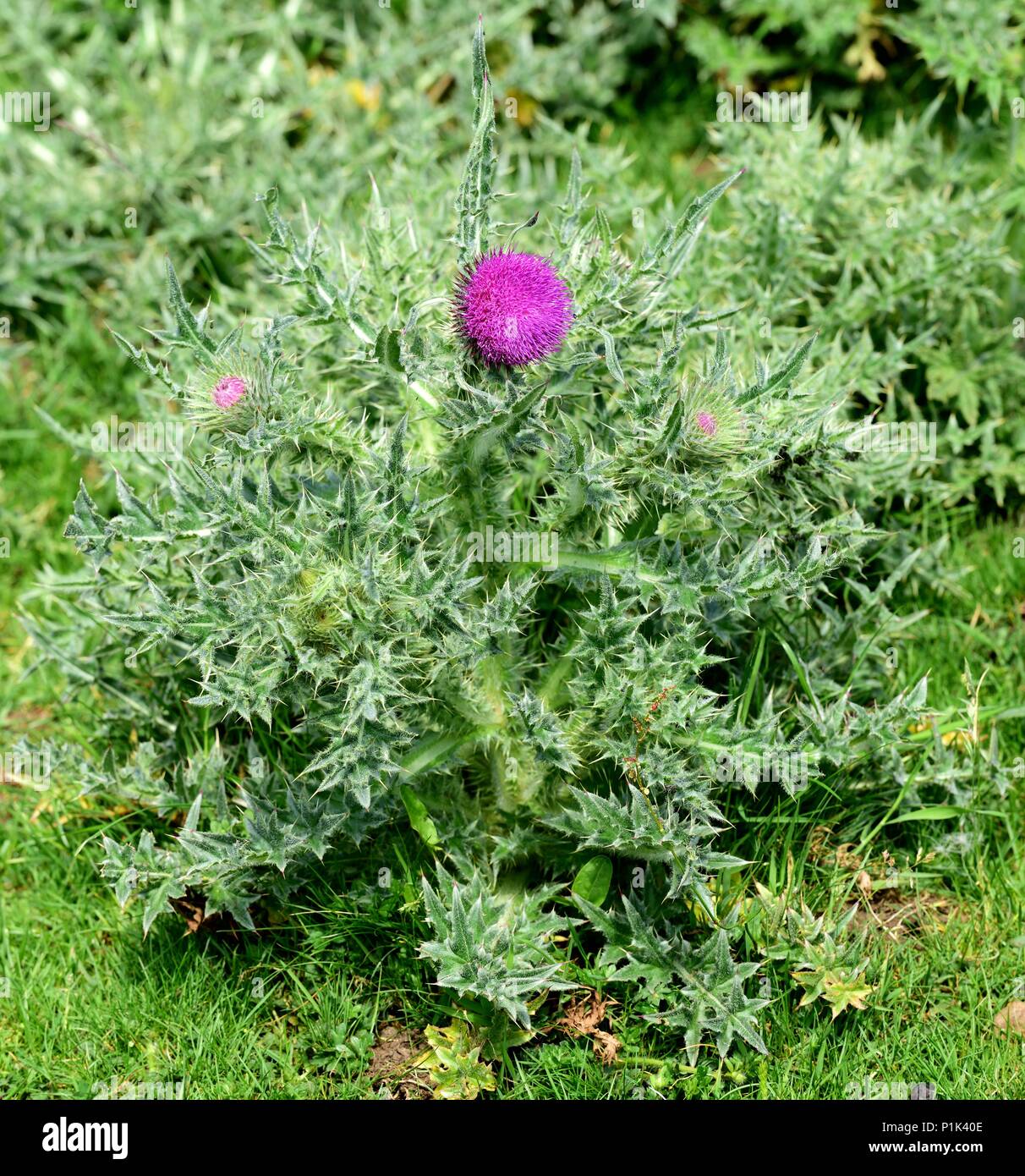 Scottish thistle botanical hi-res stock photography and images - Alamy