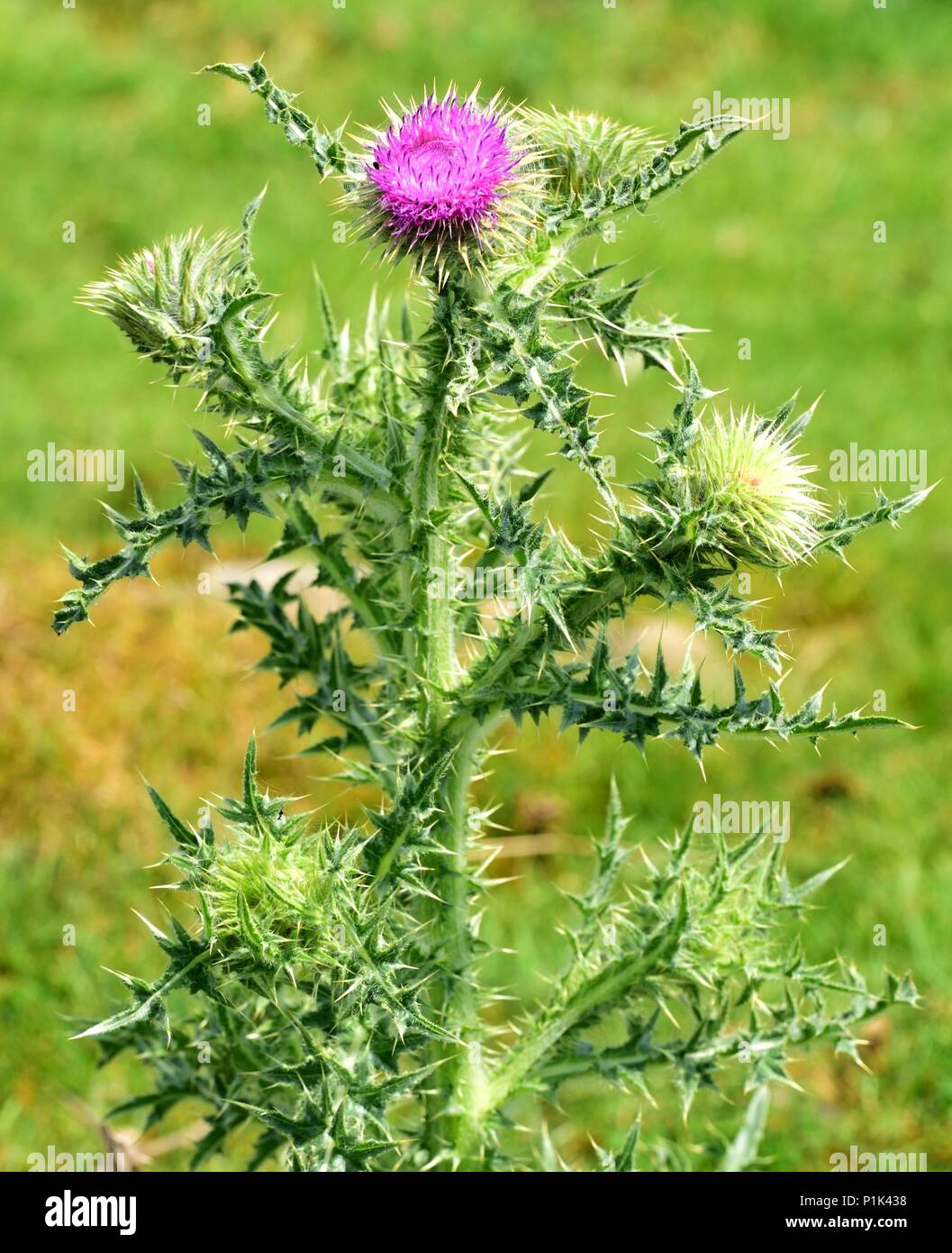 Scottish thistle botanical hi-res stock photography and images - Alamy